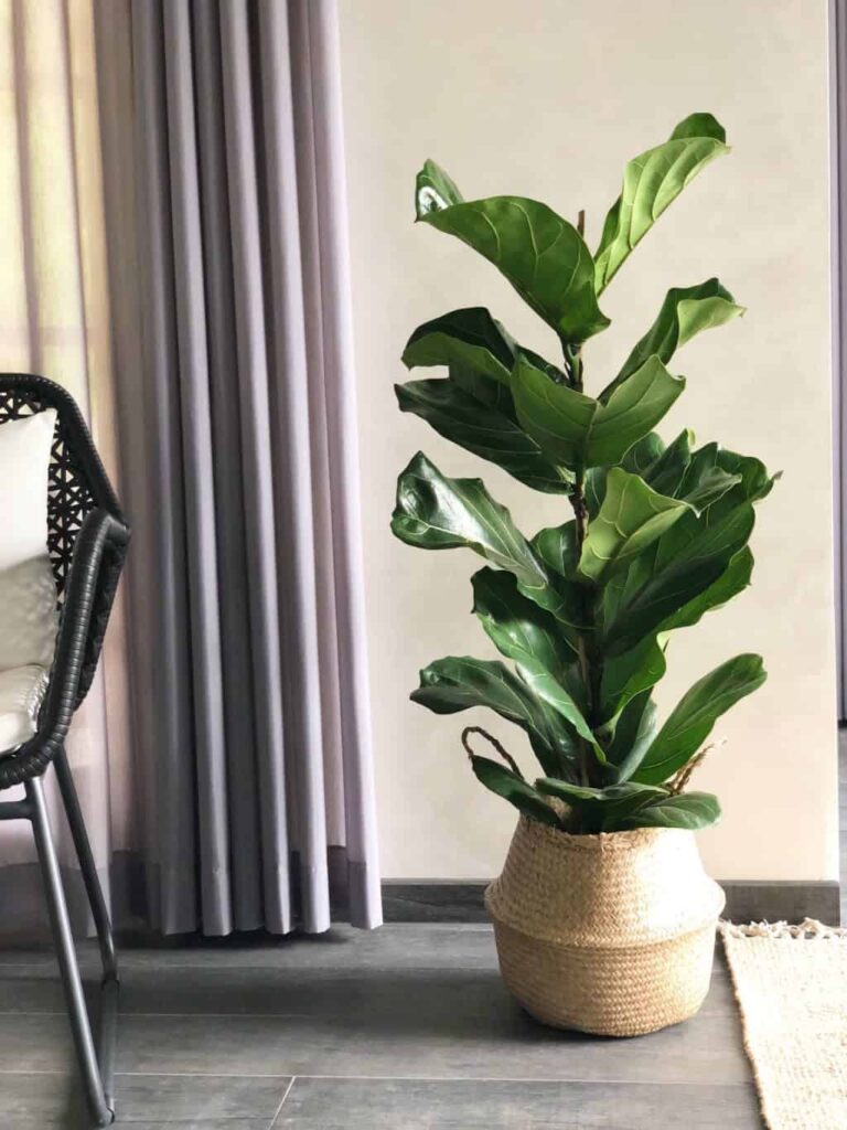 Lüüra viigipuu - Studio Nelk toataimed kulleriga, lillede e-pood.